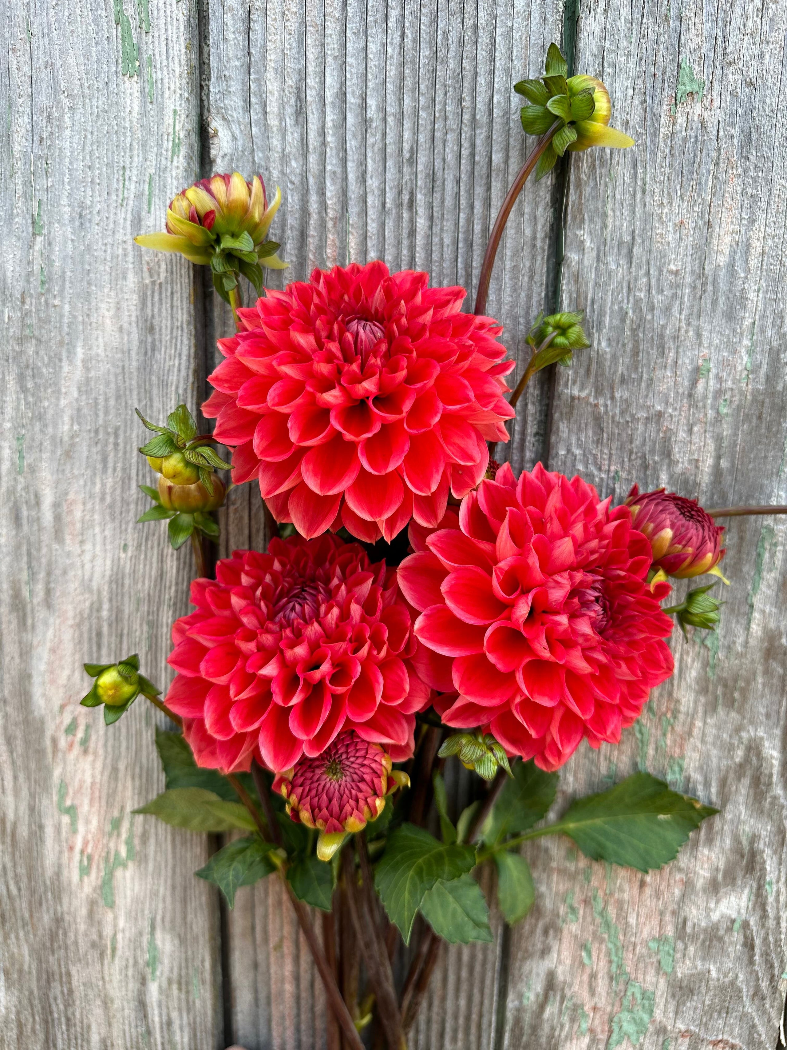 intrigue-the-farmers-daughter-flowers-more